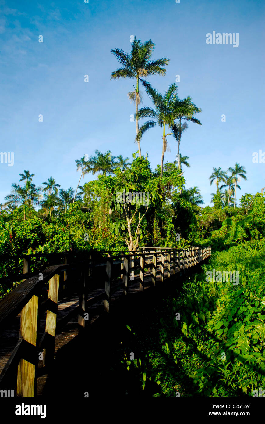 Royal palm reserve jamaica hi-res stock photography and images - Alamy