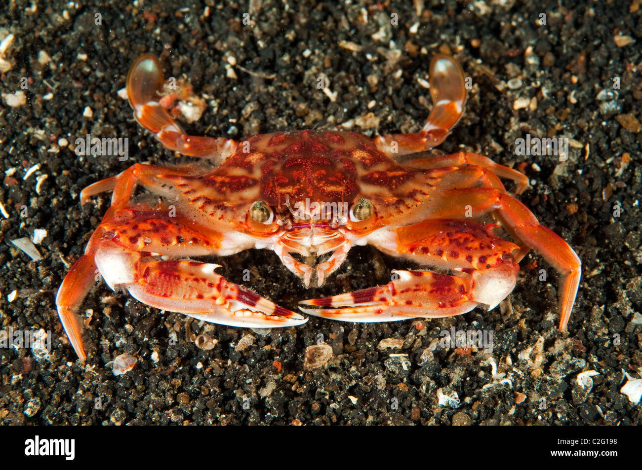 Swimmer crab hi-res stock photography and images - Alamy