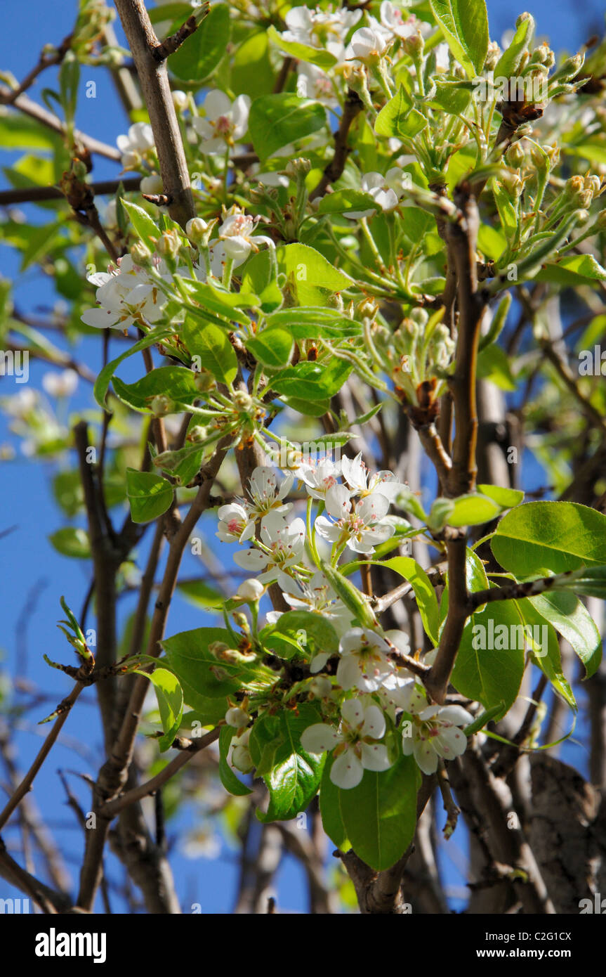 Conference pear tree in flower, Calypso, Costa del Sol, Malaga Province ...