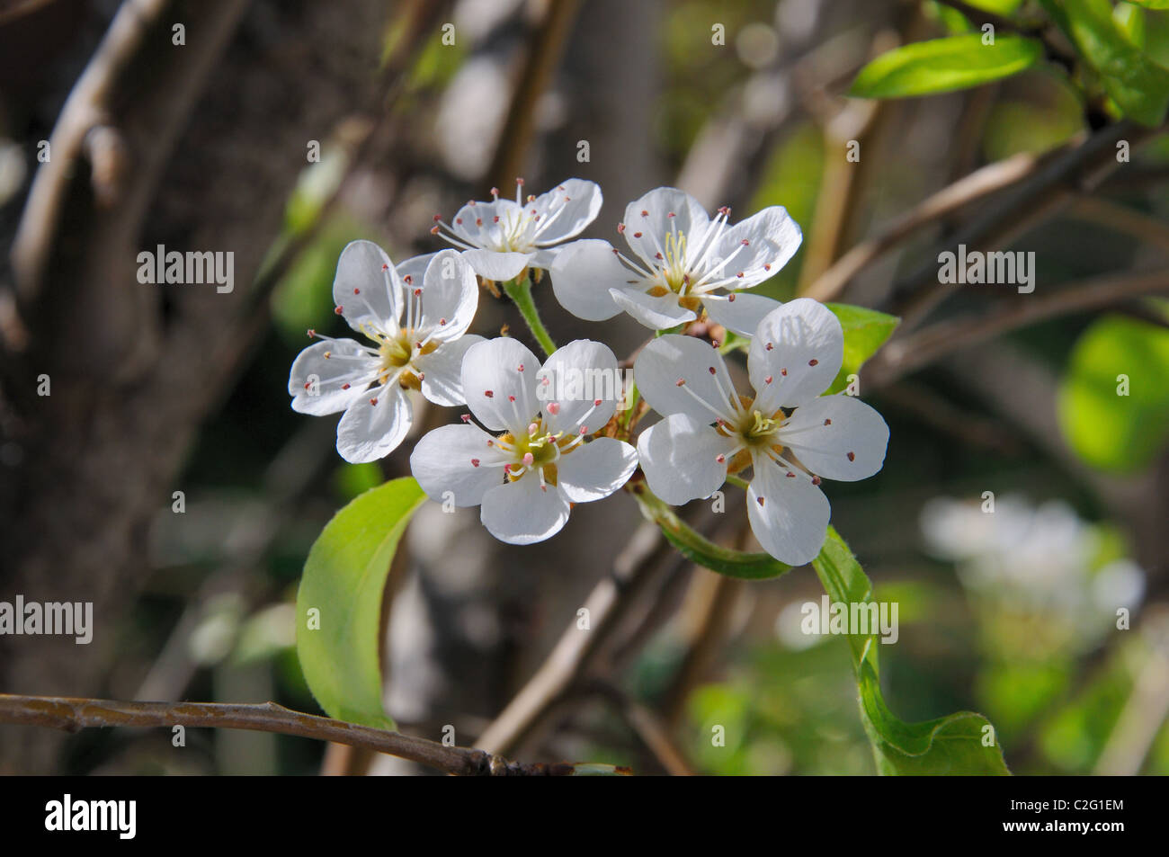 Conference Pear Spring High Resolution Stock Photography and Images - Alamy