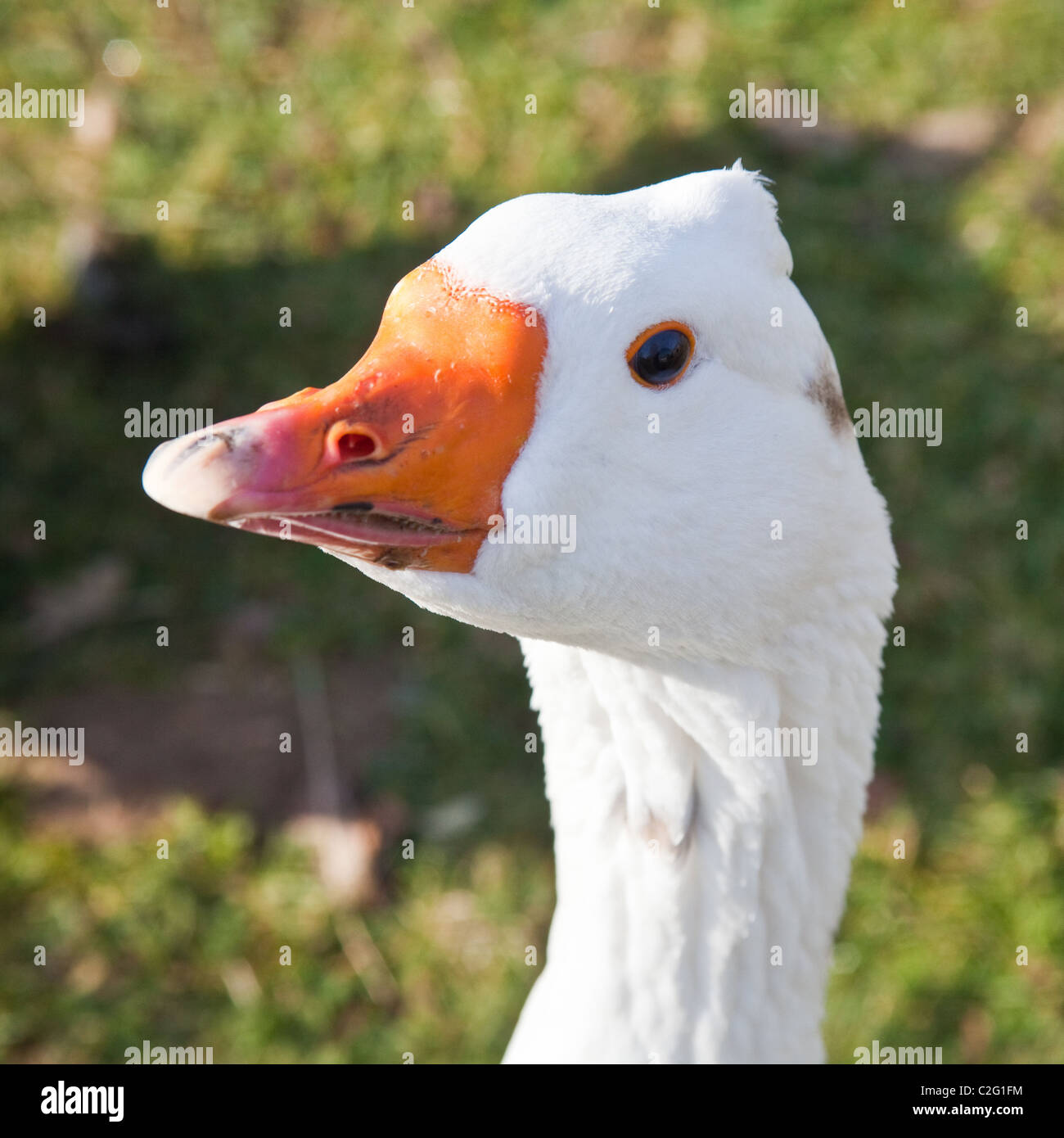 Mixed breed Embden and Roman crested gander, Hampshire, England, United ...