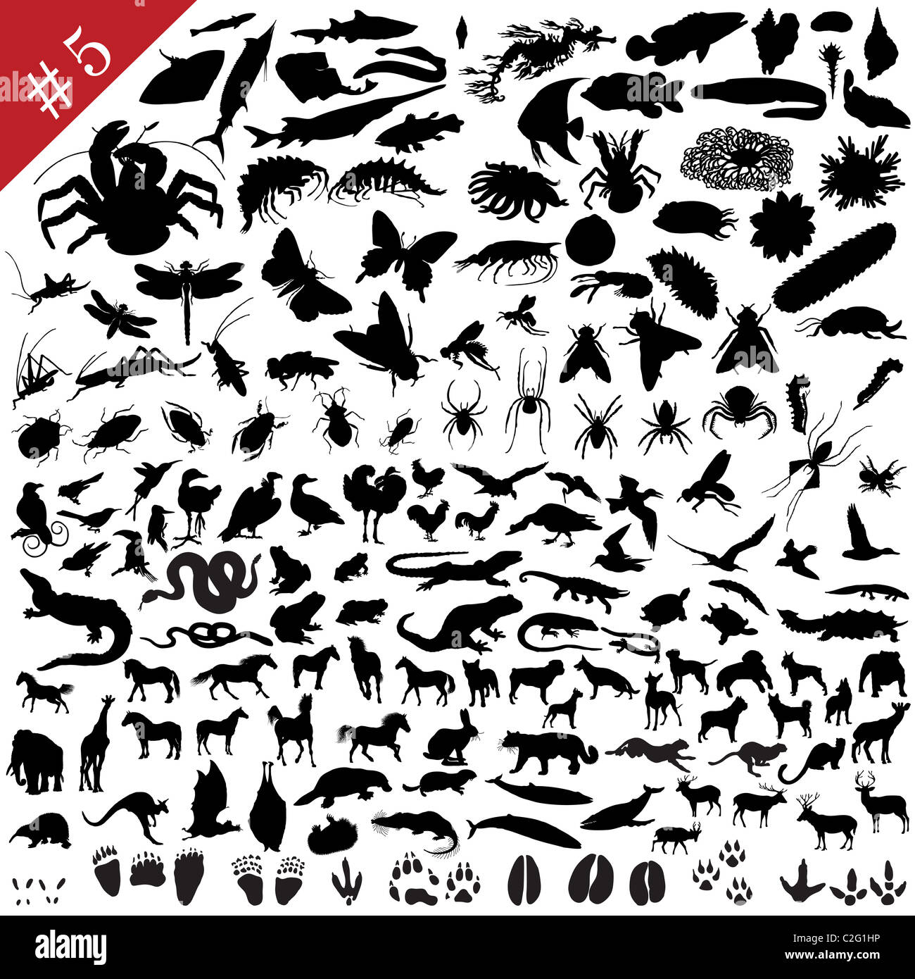 # 5 set of different animals, birds, insects and fishes vector ...