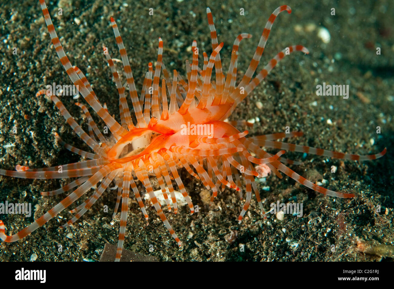 Fragile fileclam hi-res stock photography and images - Alamy