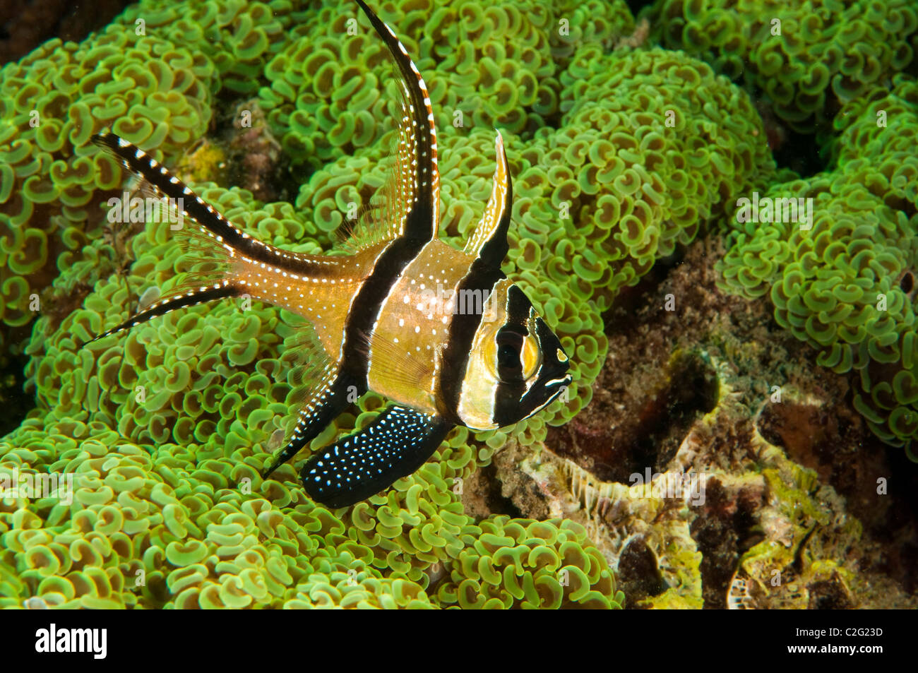 Banggai cardinalfish, Pterapogon kauderni, Sulawesi Indonesia Stock ...