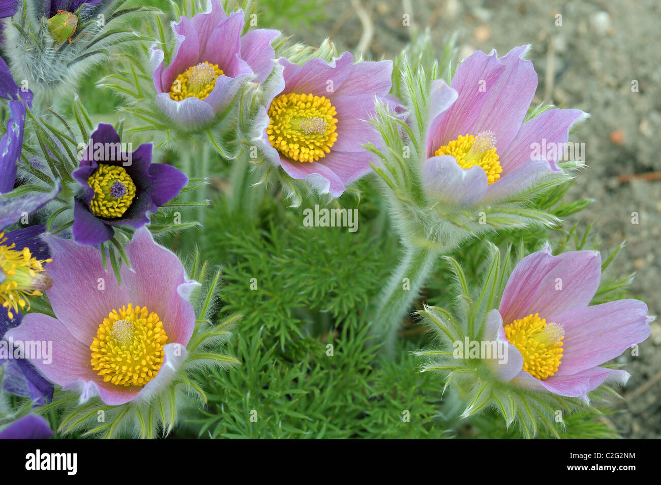 Pink and blue pasque flowers at full bloom Pulsatilla vulgaris Stock ...