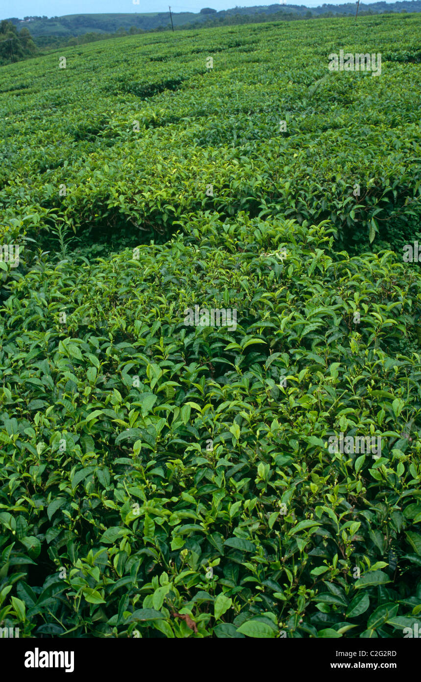 Tea Crop Tanzania Stock Photo - Alamy