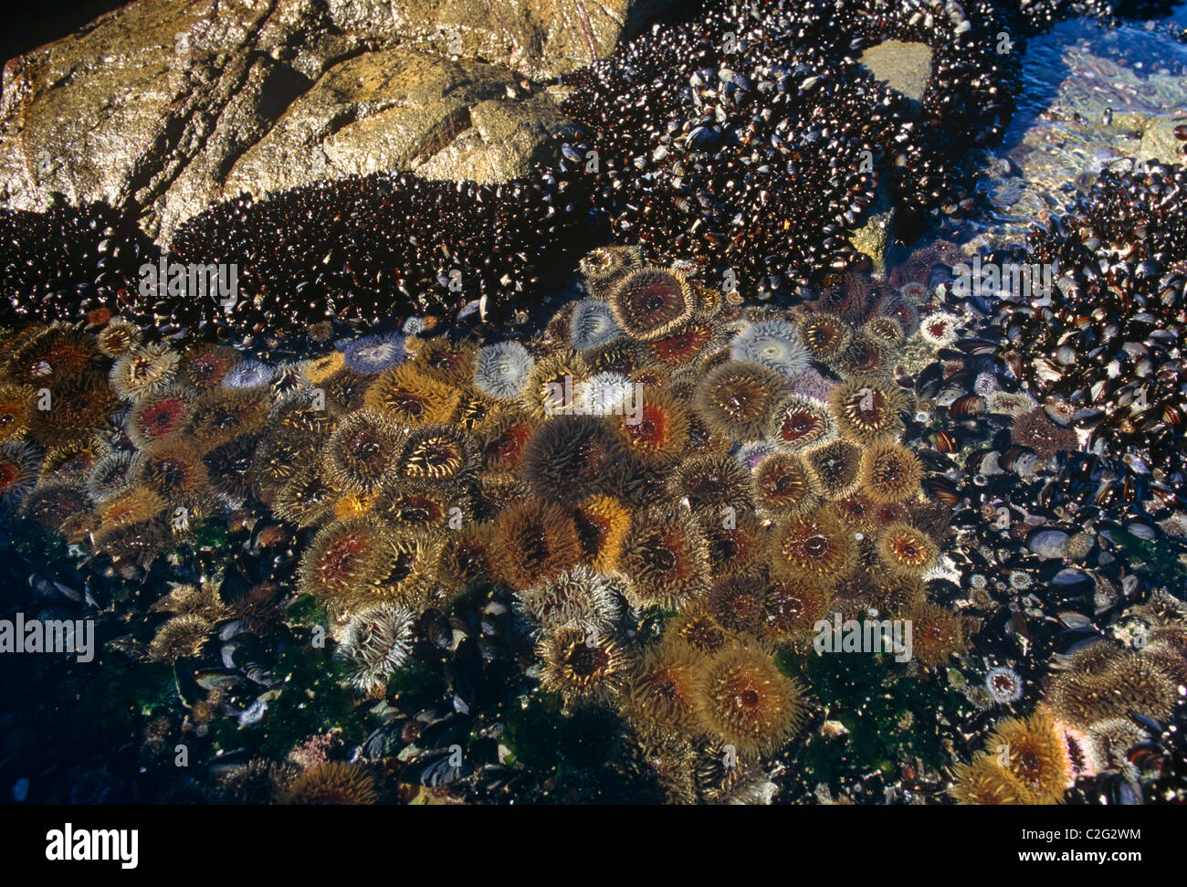 Marine Life South Africa Stock Photo - Alamy