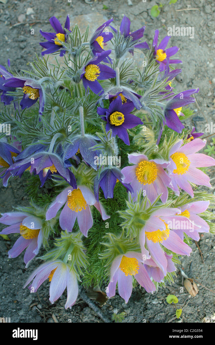 Pink and blue pasque flowers at full bloom Pulsatilla vulgaris Stock ...