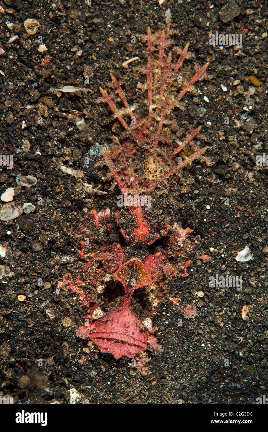 Spiny devilfish, Inimicus didactylus, Sulawesi Indonesia Stock Photo ...