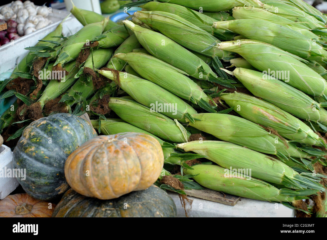 Philippine Squash East West Seed: Squash/Pumpkin/Kalabasa Hybrid