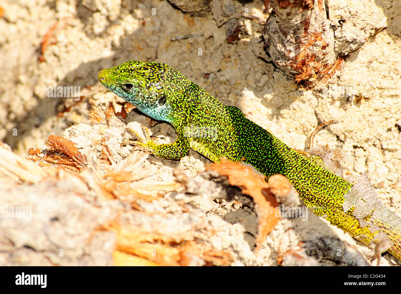 Closeup of a green lizard Stock Photo - Alamy