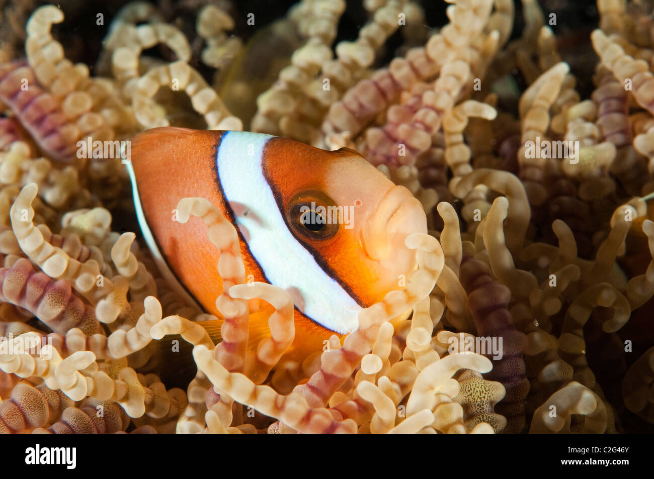Clark anemonefish, Amphiprion clarkii, in a beaded sea anemone ...