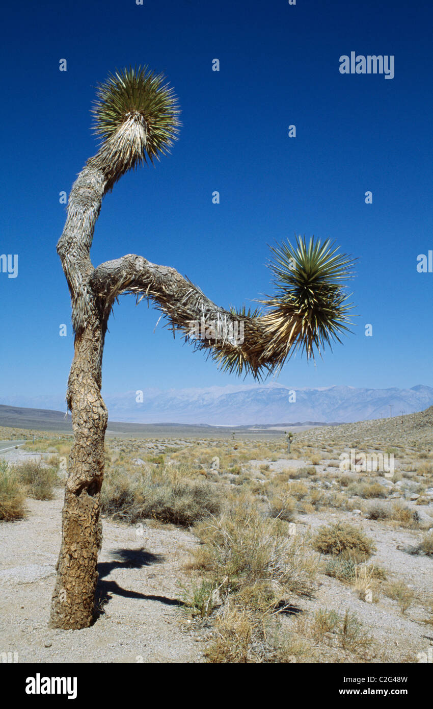 Joshua Tree California USA Stock Photo - Alamy