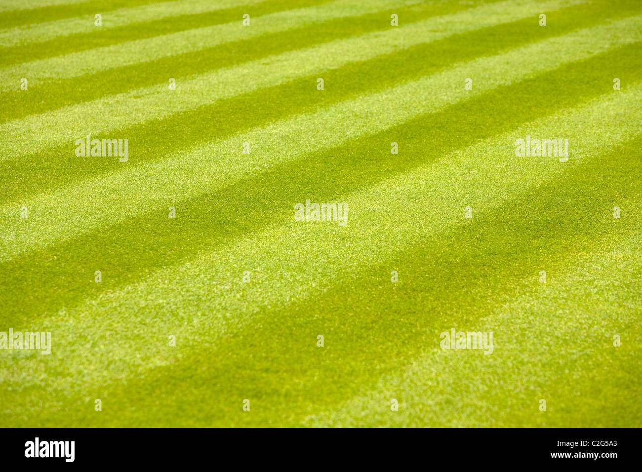 Stiped Lawn Background
