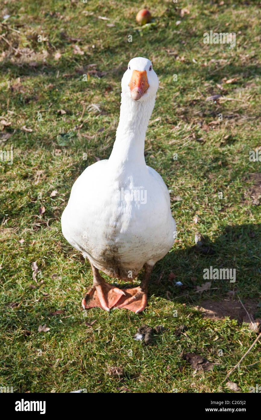 Embden domestic goose, Hampshire, England, United Kingdom Stock Photo ...
