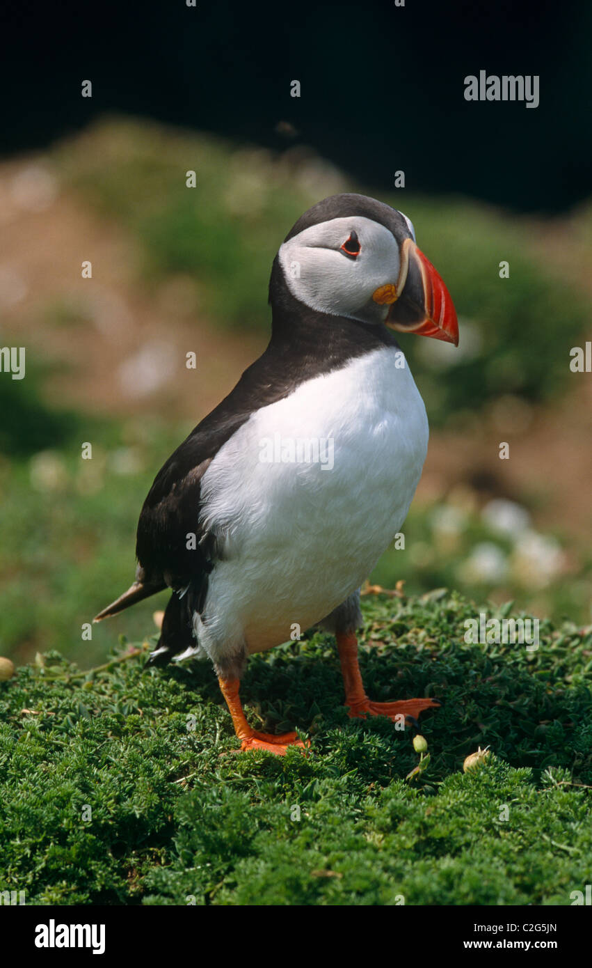 Puffin England Stock Photo - Alamy