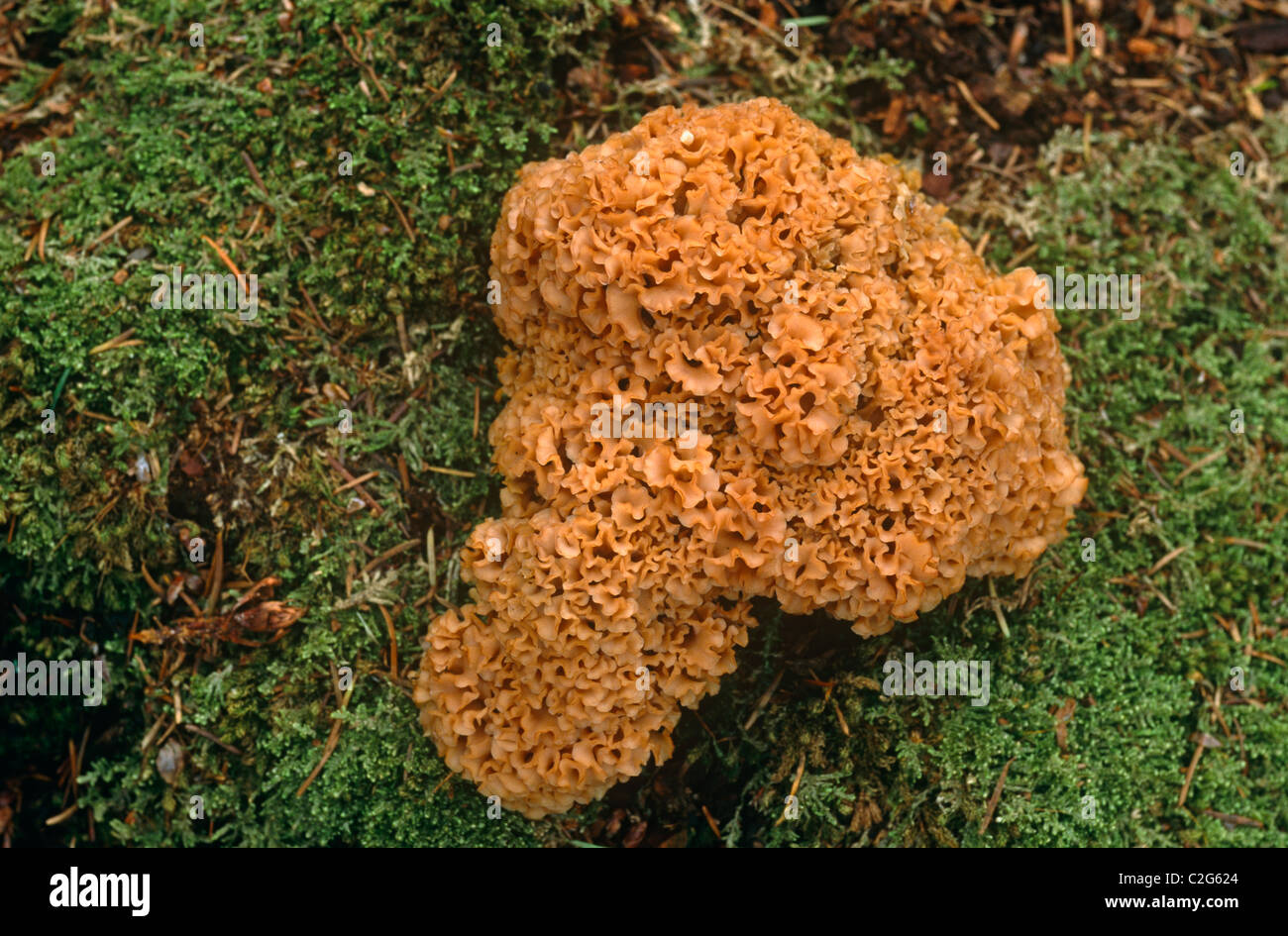 Fungus England Stock Photo - Alamy