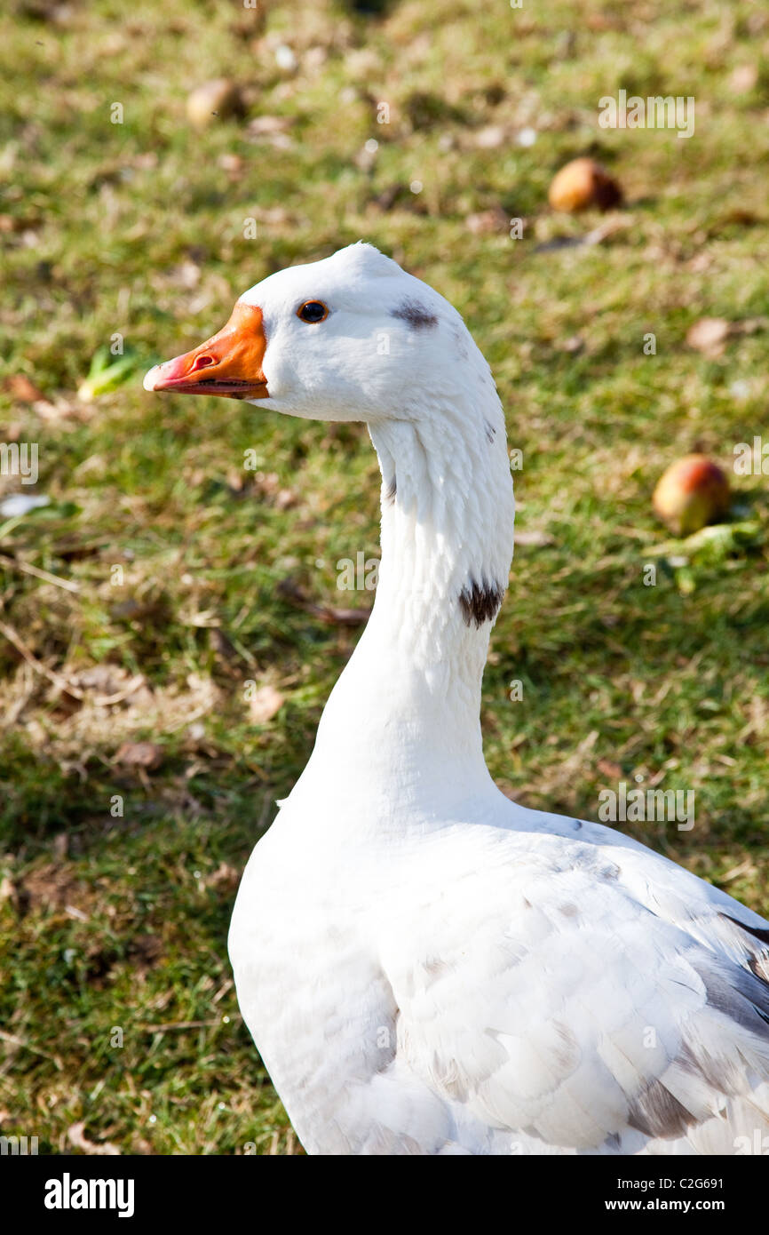 Mixed breed Embden and Roman crested gander, Hampshire, England, United ...