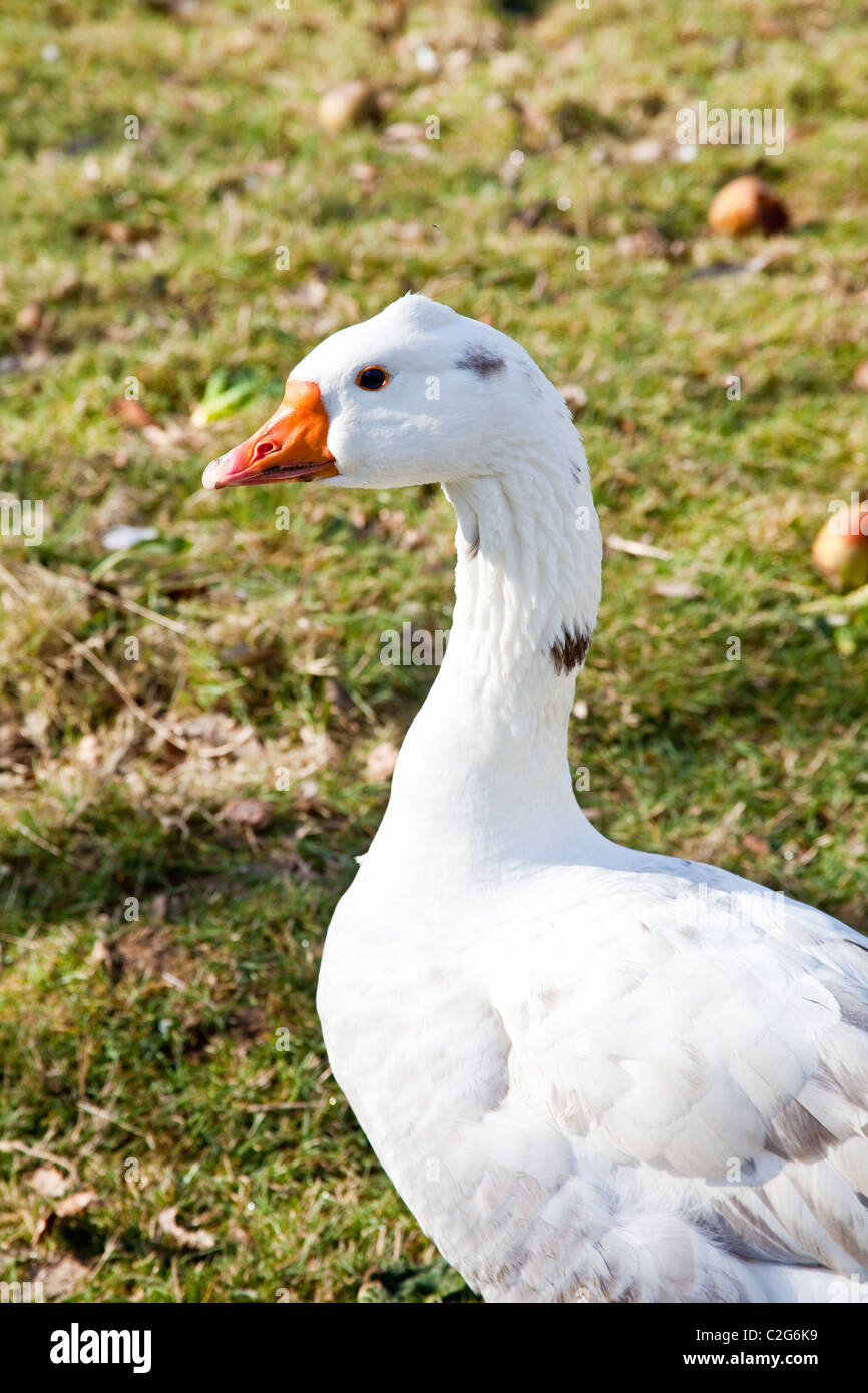 Roman Goose High Resolution Stock Photography and Images - Alamy