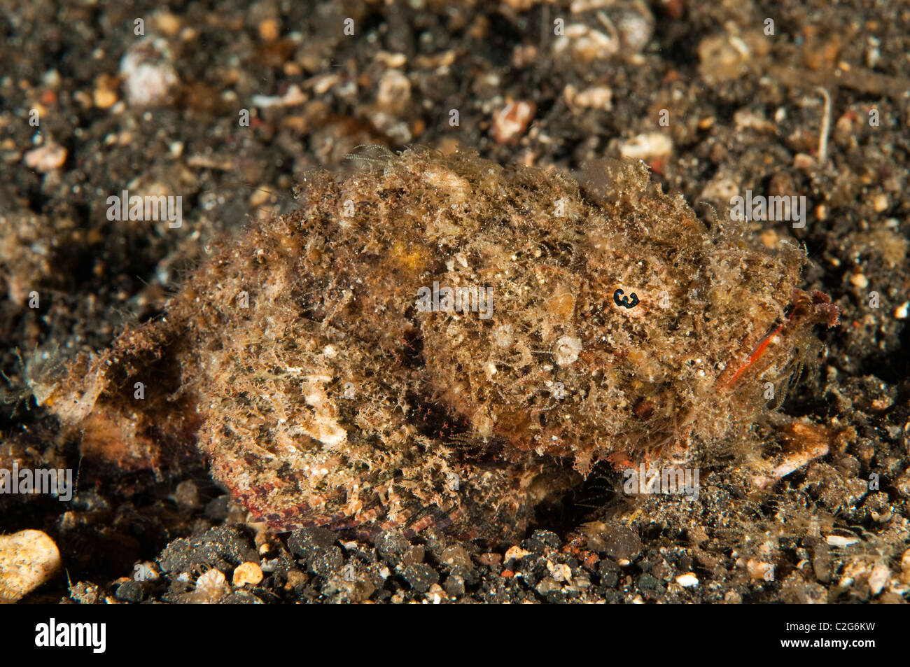 Bandtail scorpionfish, Scorpaenopsis neglecta, Sulawesi Indonesia Stock ...