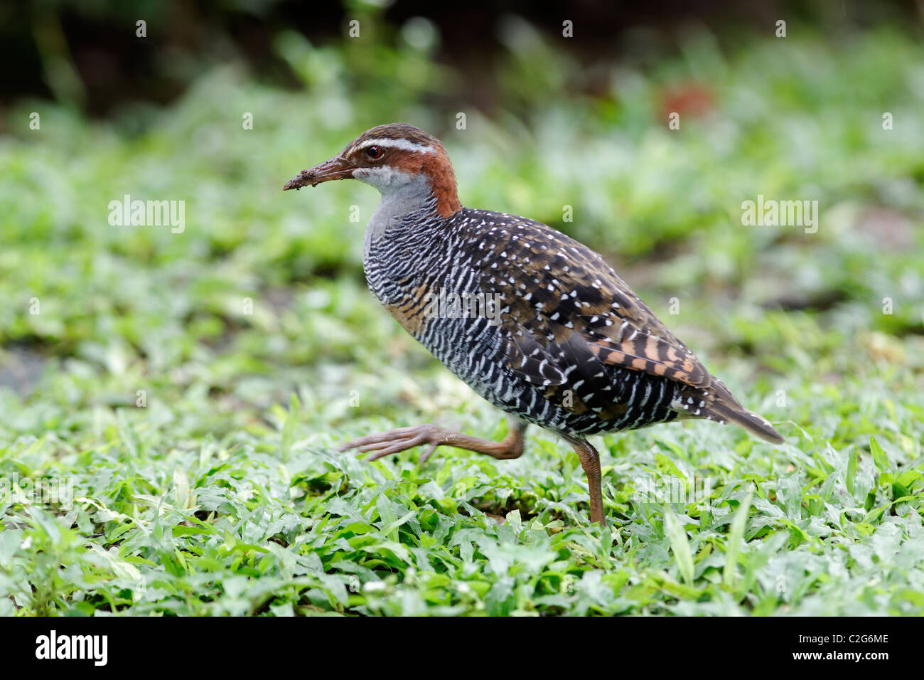 Buff-banded rail, Gallirallus philippensis, single bird on grass ...