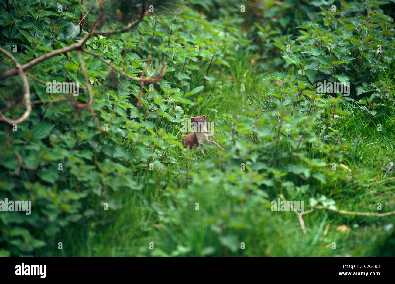 Stoat England Stock Photo - Alamy