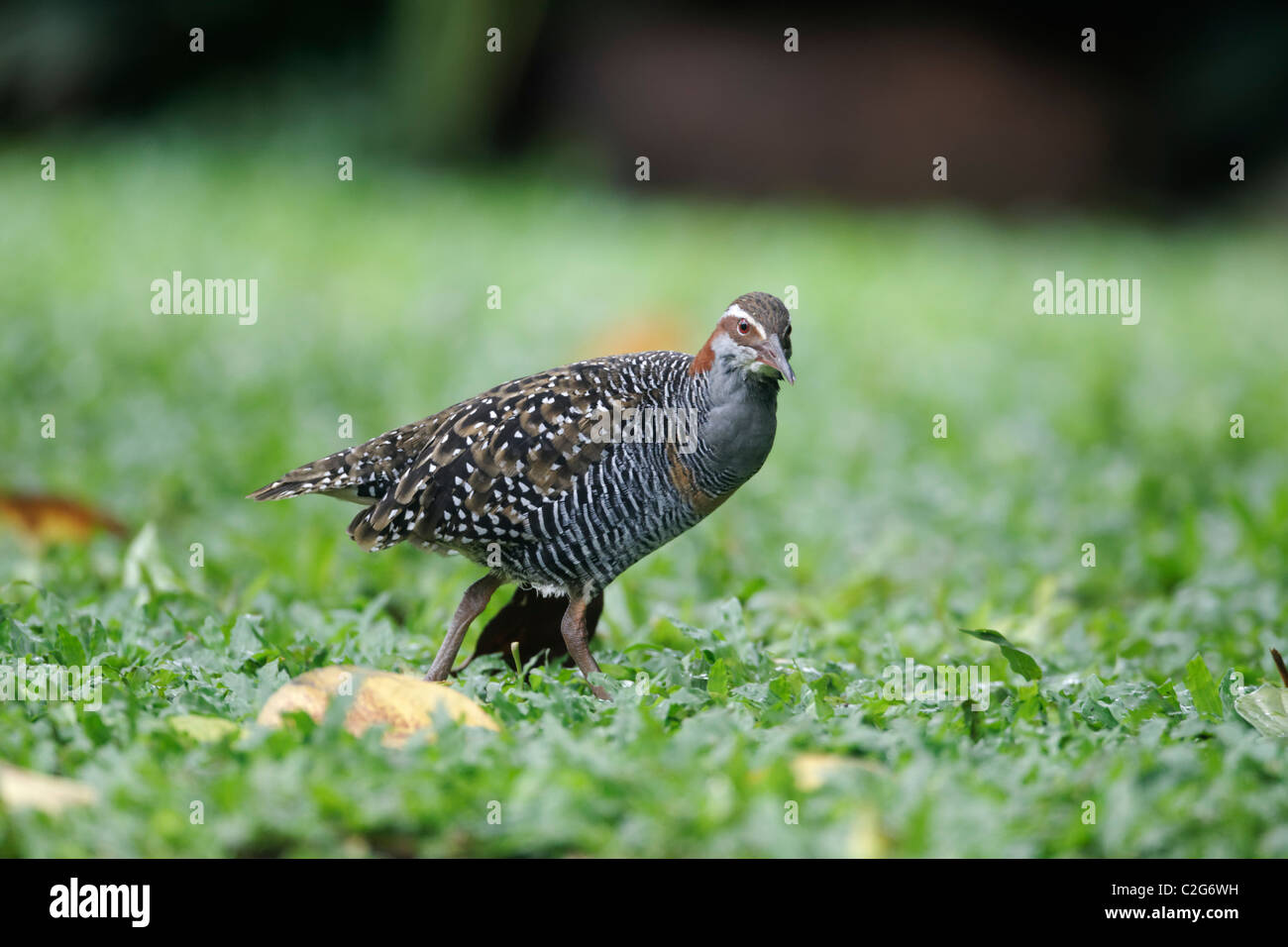 Buff-banded rail, Gallirallus philippensis, single bird on grass ...