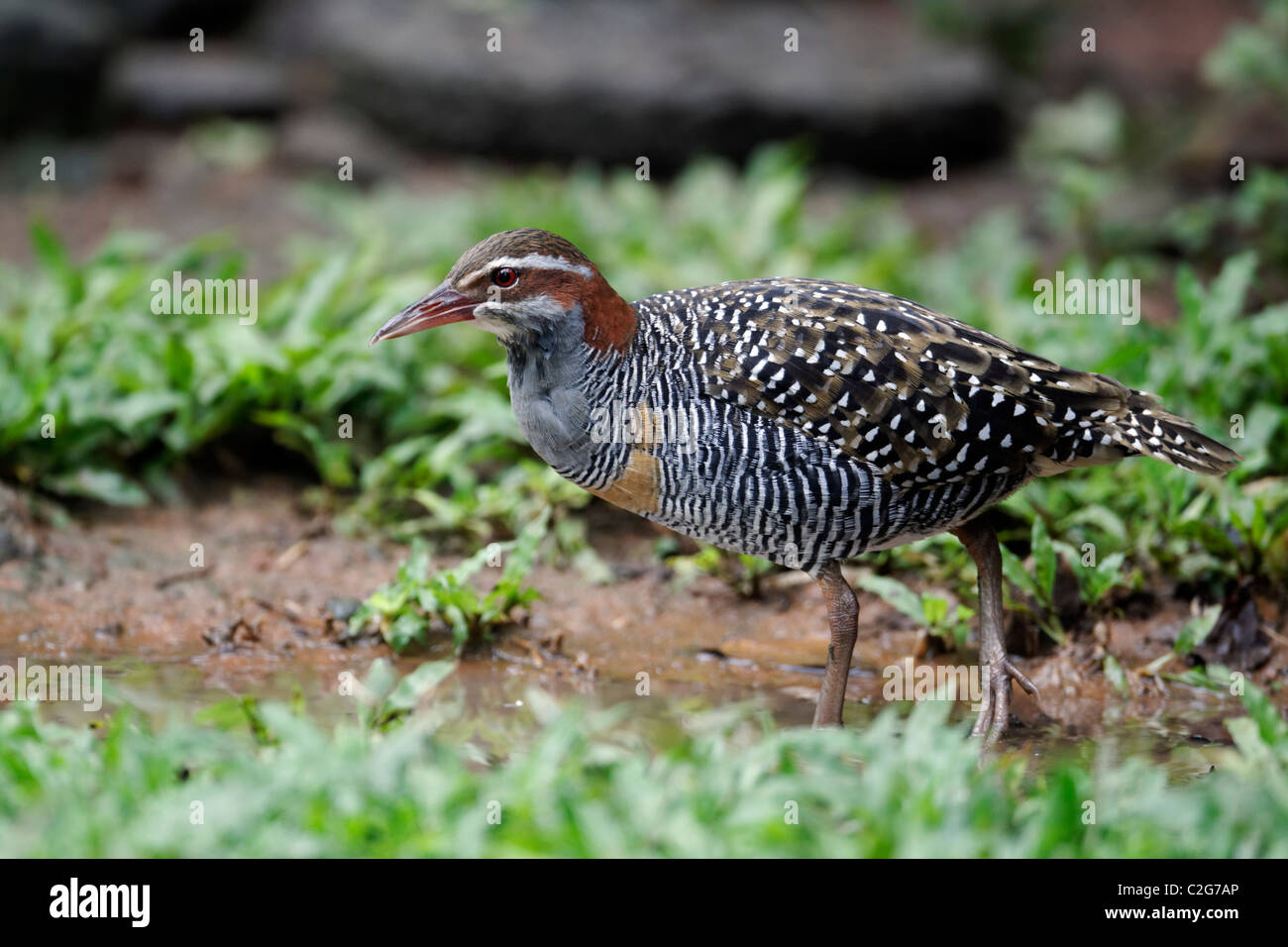 Buff-banded rail, Gallirallus philippensis, single bird on grass ...