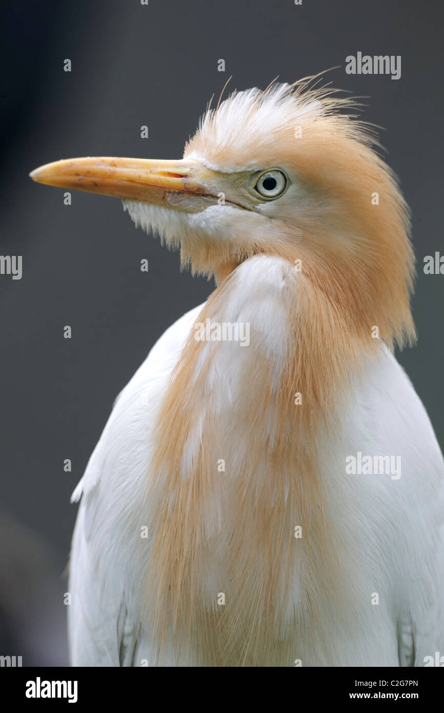 Asian ibis hi-res stock photography and images - Alamy