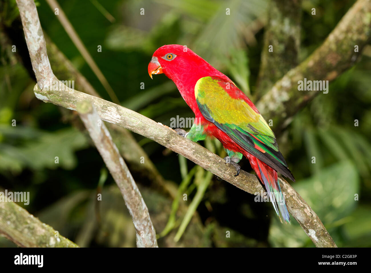 Chattering lory, Lorius garrulus, single captive bird on branch ...