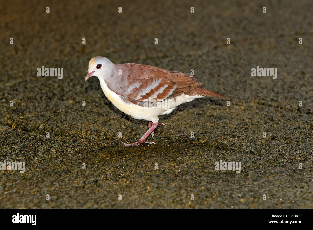 Cinnamon ground-dove, Gallicolumba rufigula, single bird on floor ...