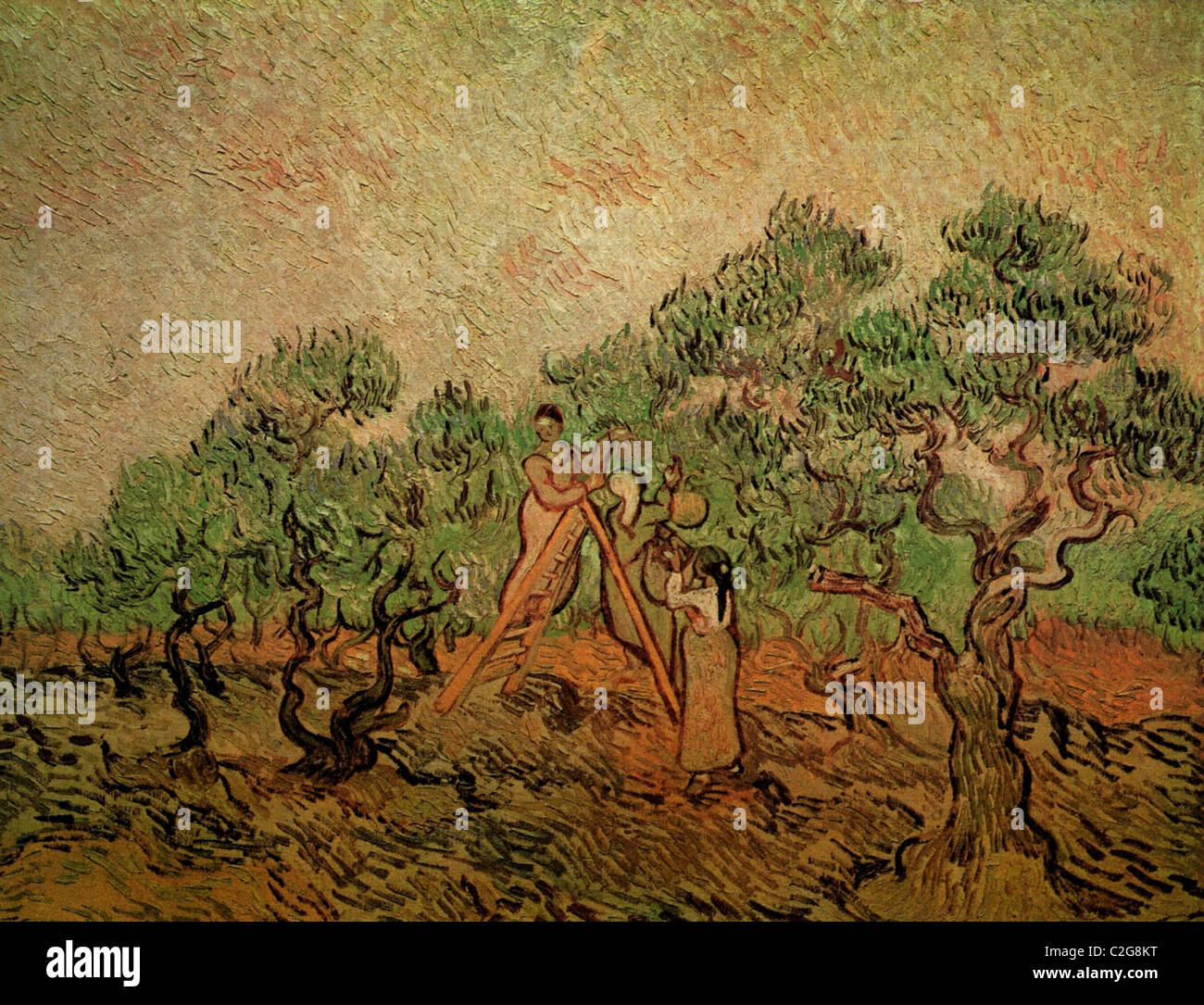 The olive pickers hi-res stock photography and images - Alamy