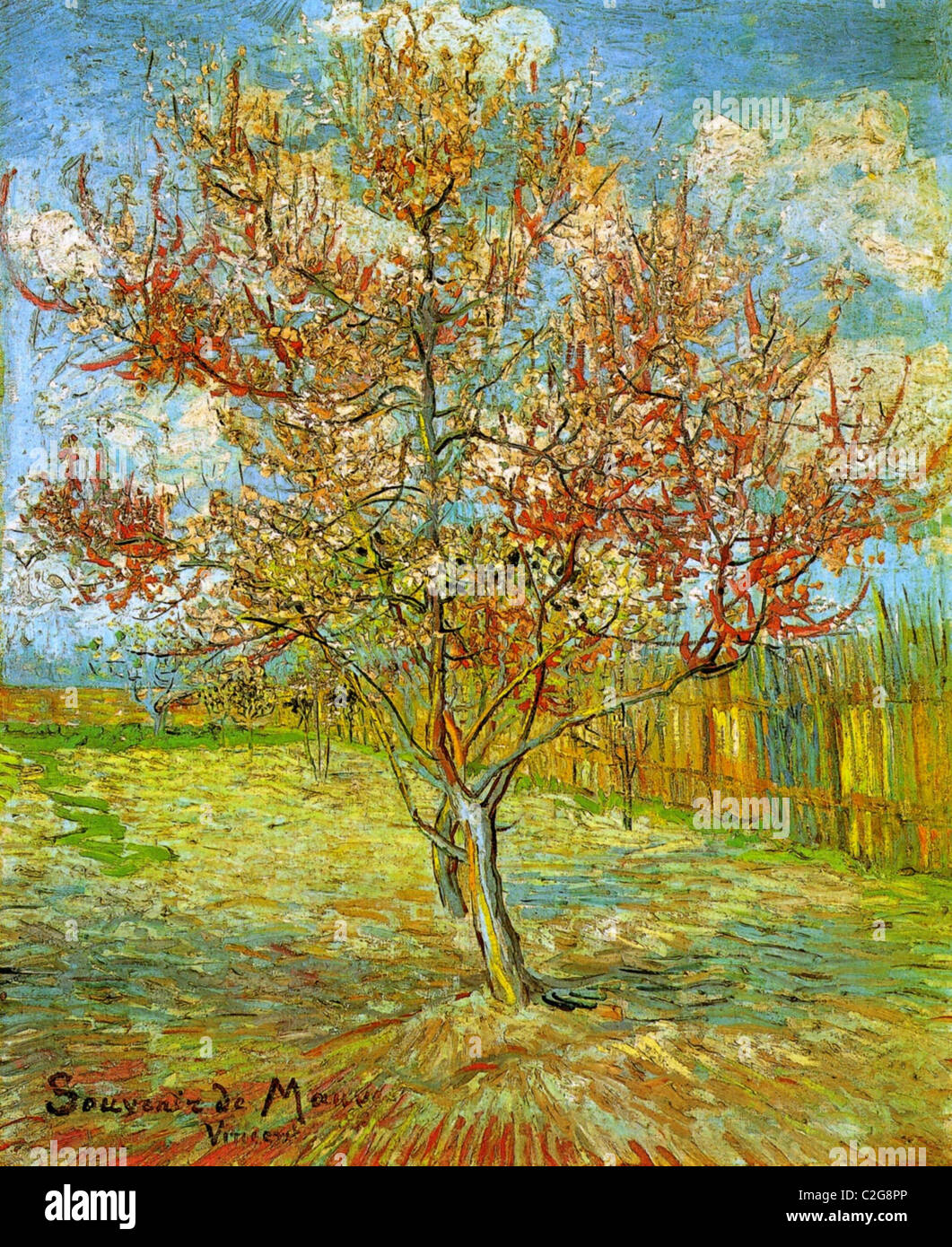 Pink Peach Tree in Blossom Reminiscence of Mauve Stock Photo - Alamy