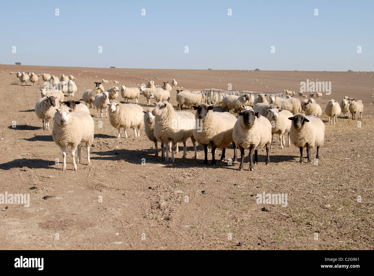 Flock of sheep on muddy pasture land (Early Spring). The South Downs ...