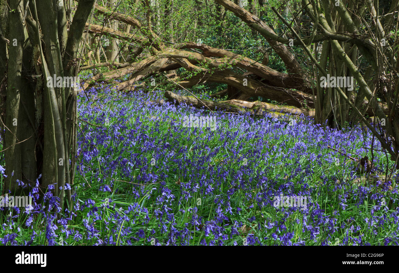 Bluebells in a the shade of a Surrey wood in Spring Stock Photo - Alamy