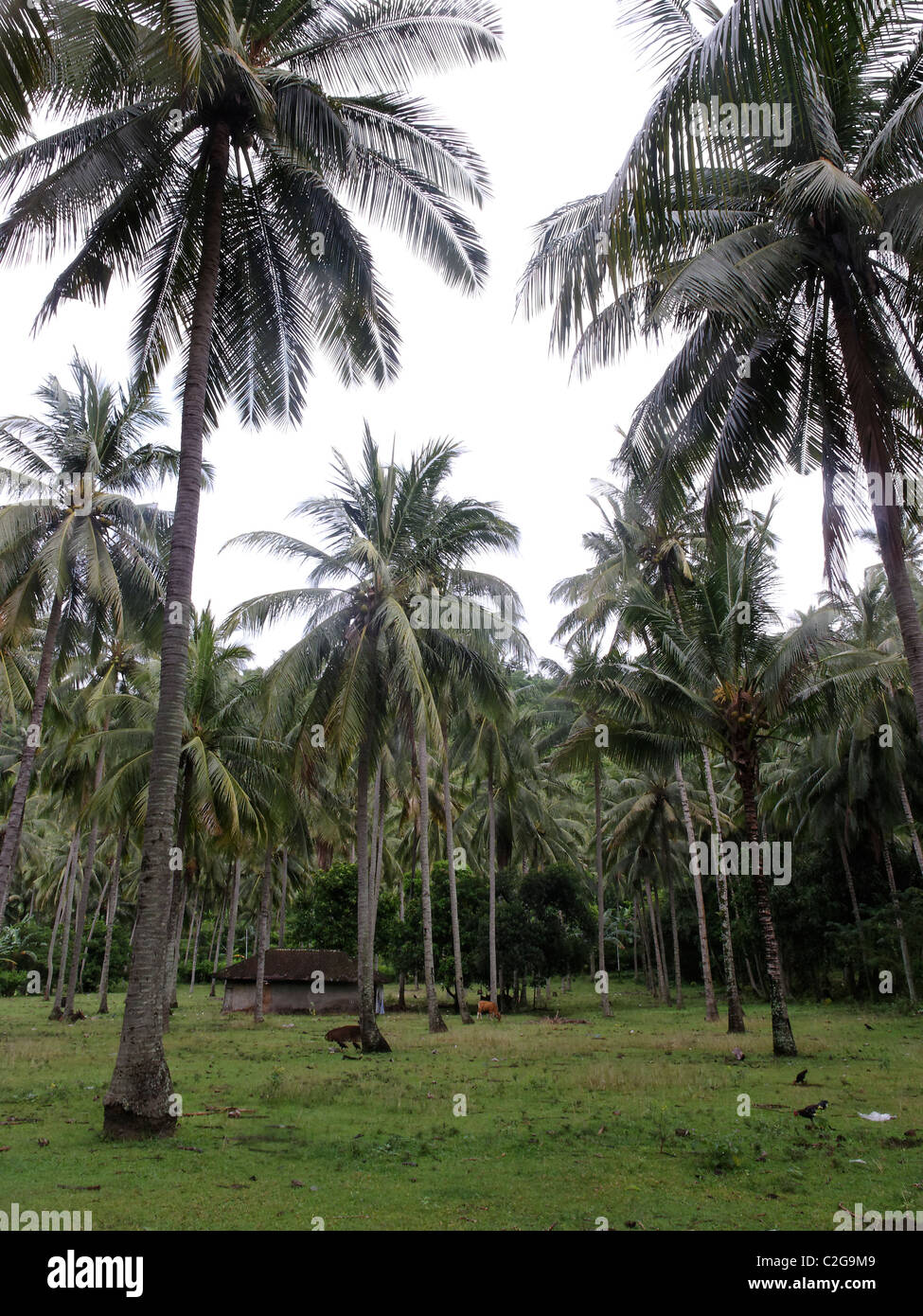 Coconut plantation hi-res stock photography and images - Alamy