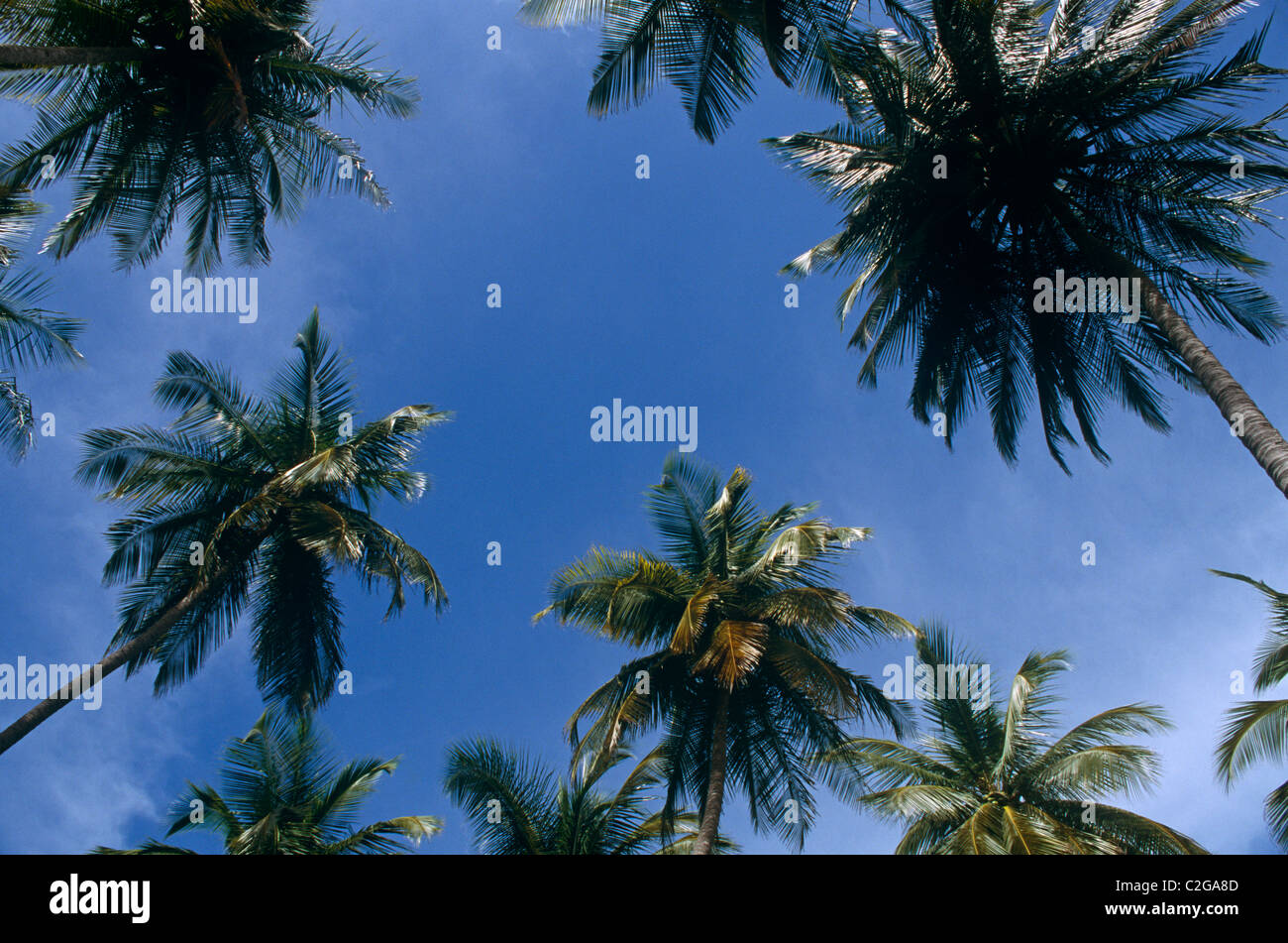 Palm Trees Trinidad Stock Photo - Alamy
