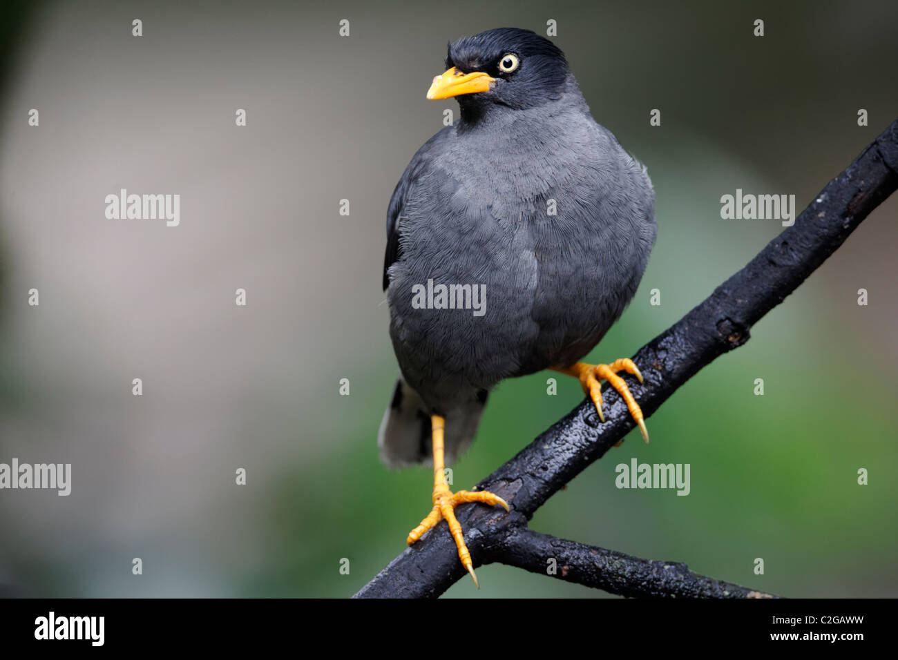 Common myna hi-res stock photography and images - Alamy