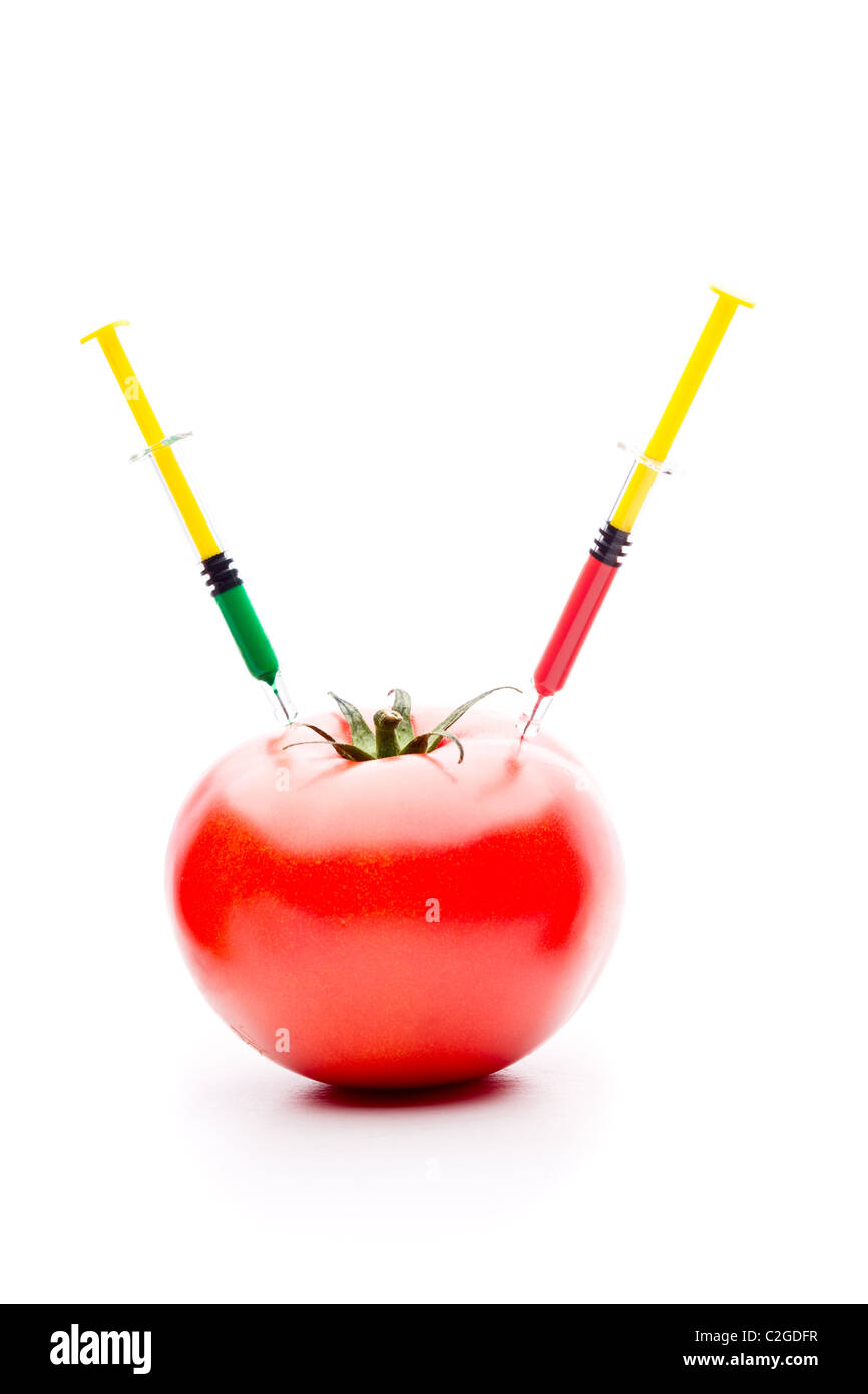 Injecting liquid in big tomato. Useful for genetic modification ...