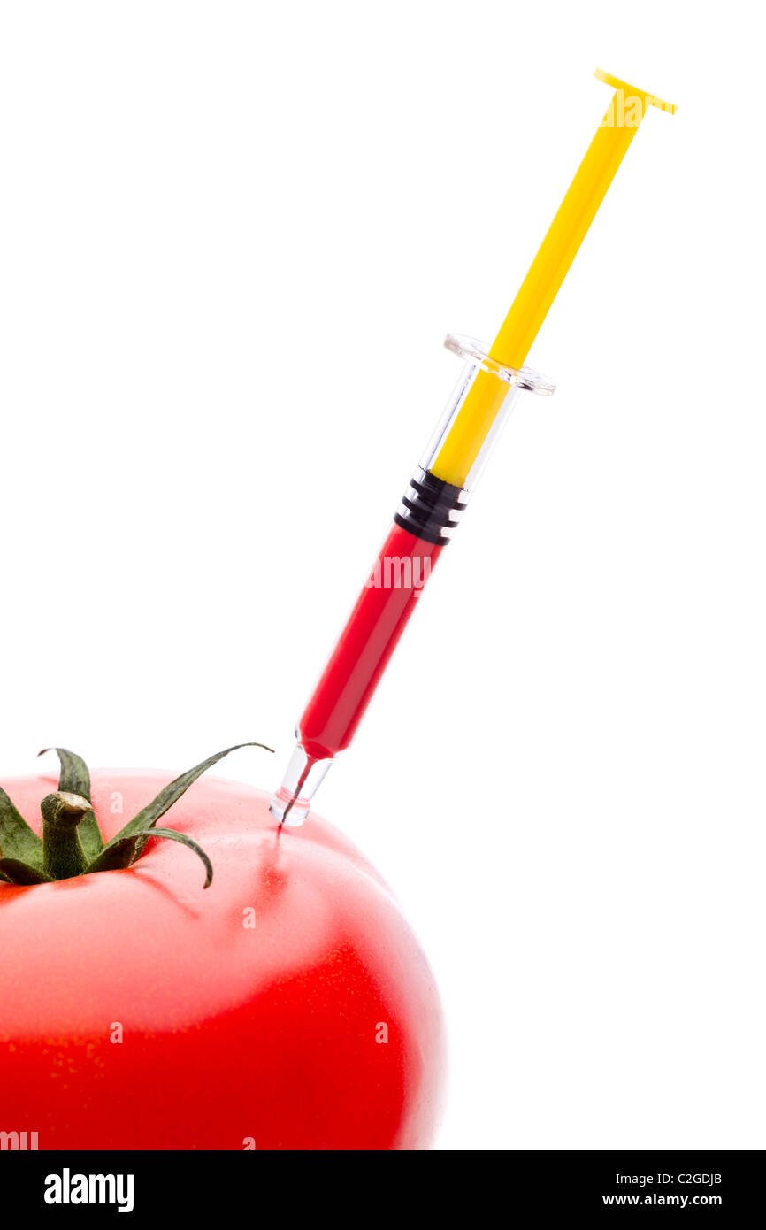 Injecting red liquid in big tomato. Useful for genetic modification ...
