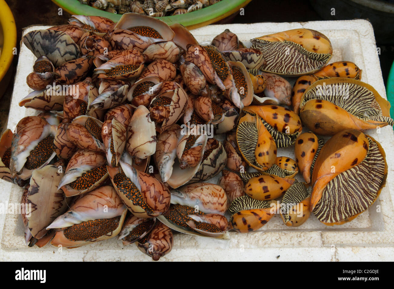 shellfish for sale in the market on Phu Quoc Island in Vietnam Stock ...