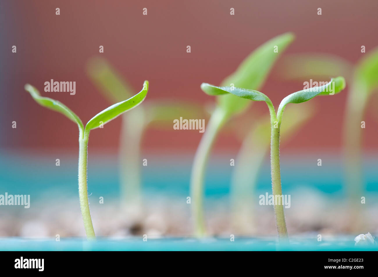 Green pepper capsicum seedling hi-res stock photography and images - Alamy