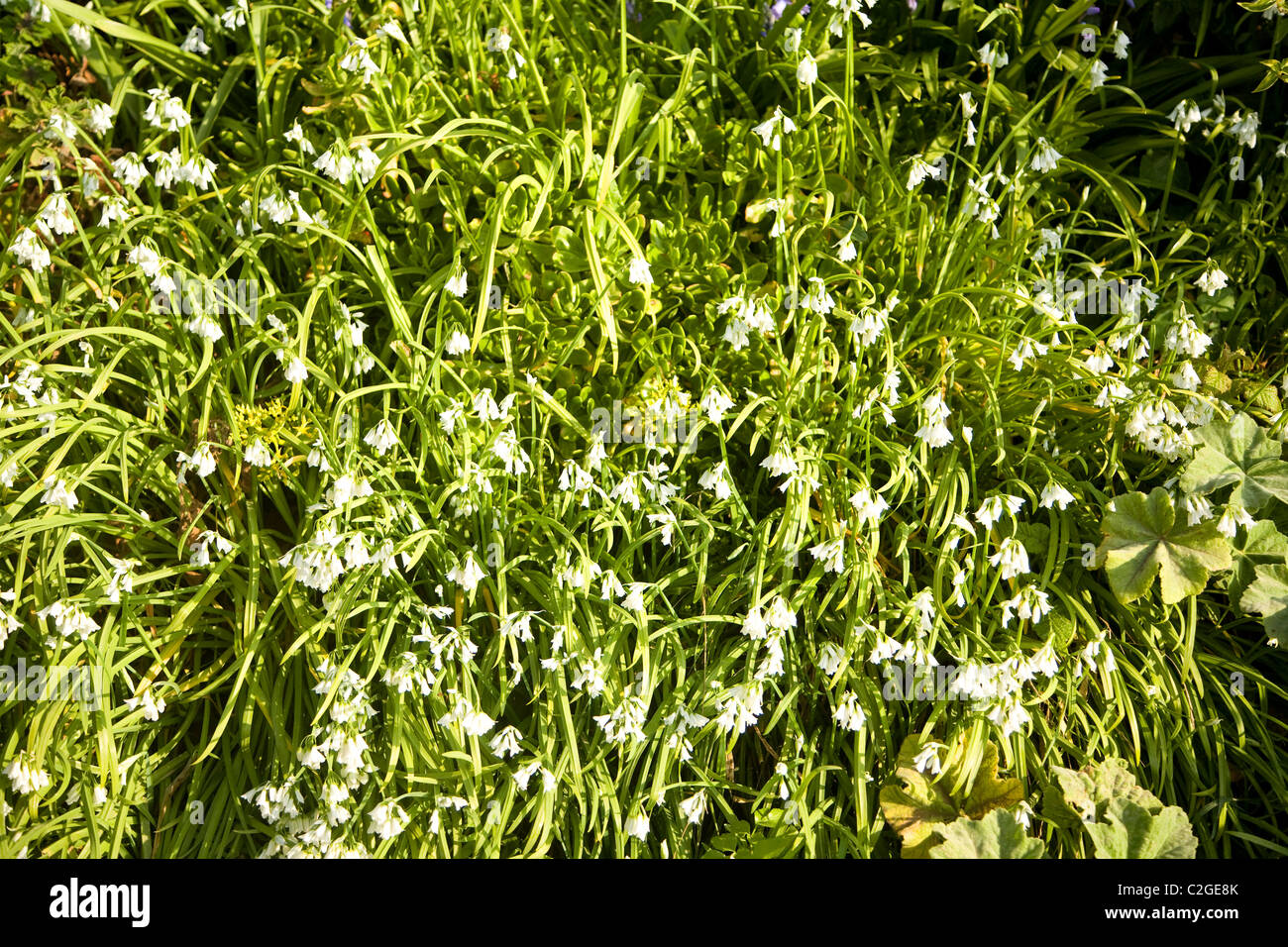 Three cornered leek Allium triquetrum flowers island Sark Channel ...