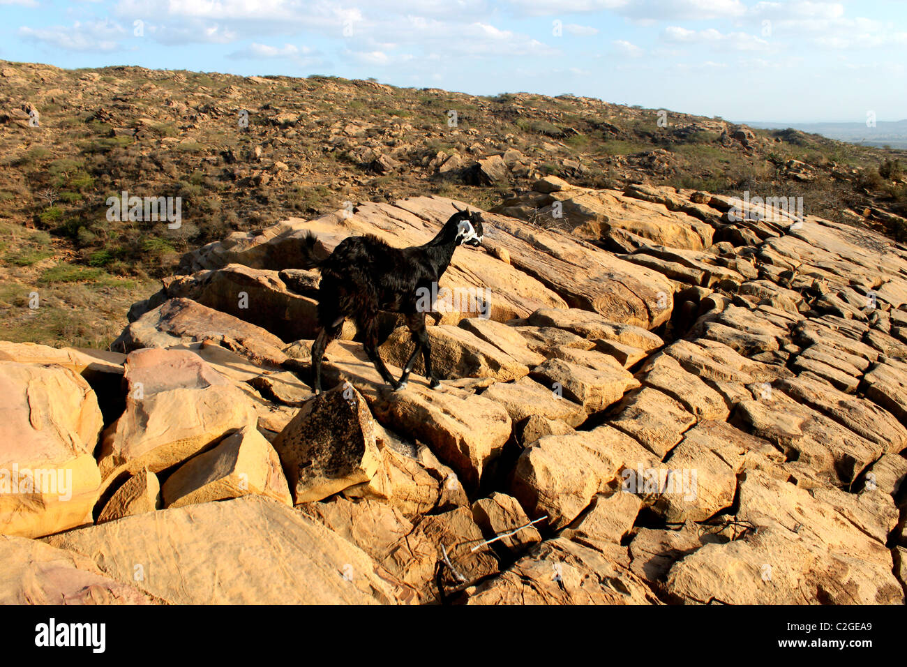 A black goat walking on a rocky terrain Stock Photo - Alamy