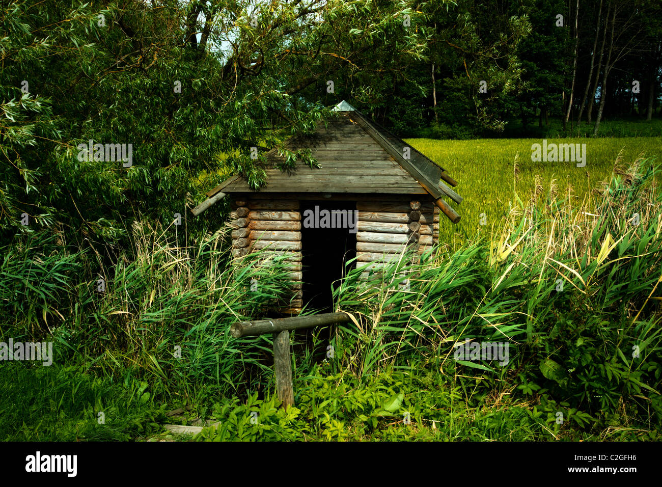 wooden cabin on swamp with high green grass Stock Photo - Alamy