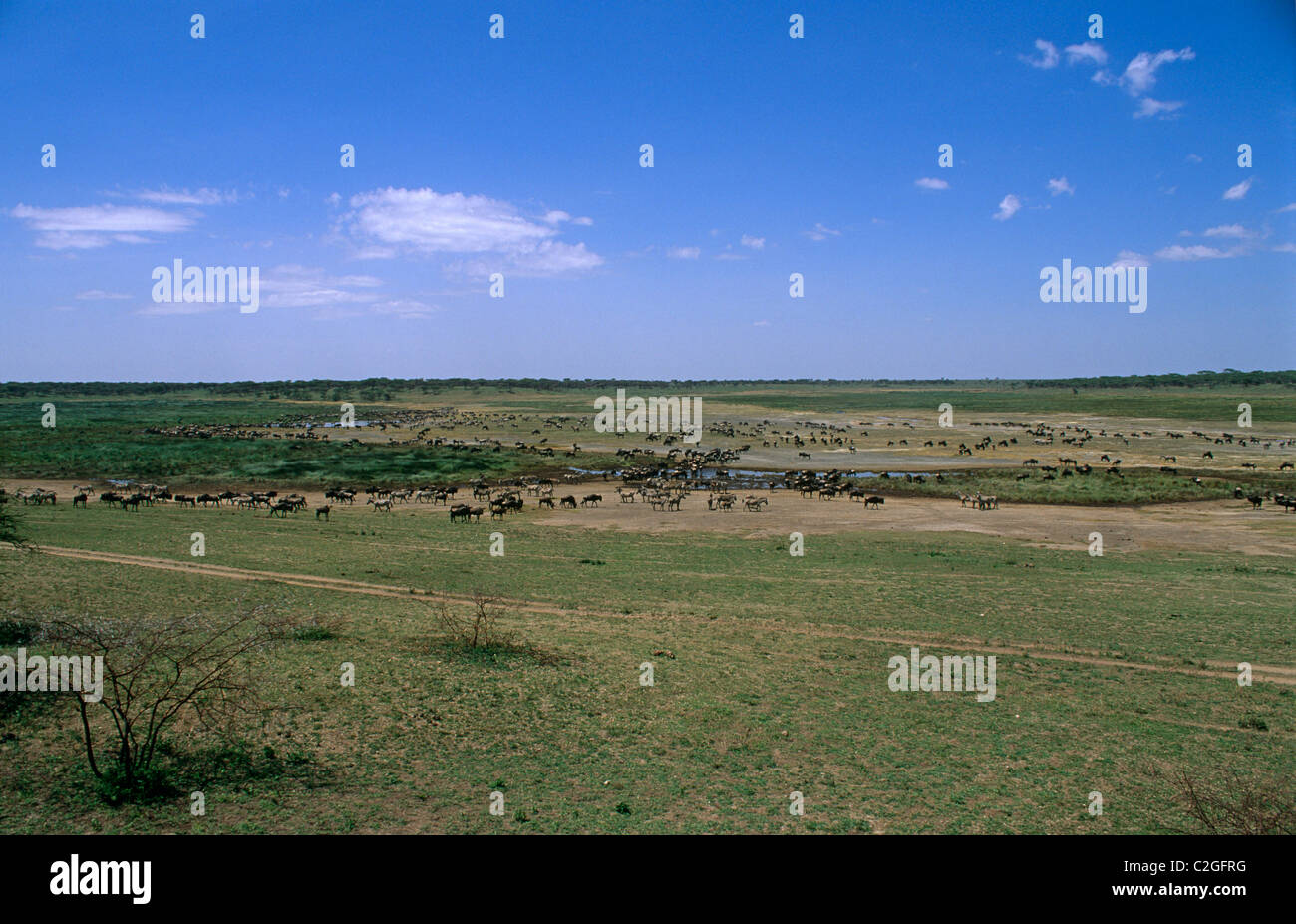 Ndutu Valley Tanzania Stock Photo - Alamy