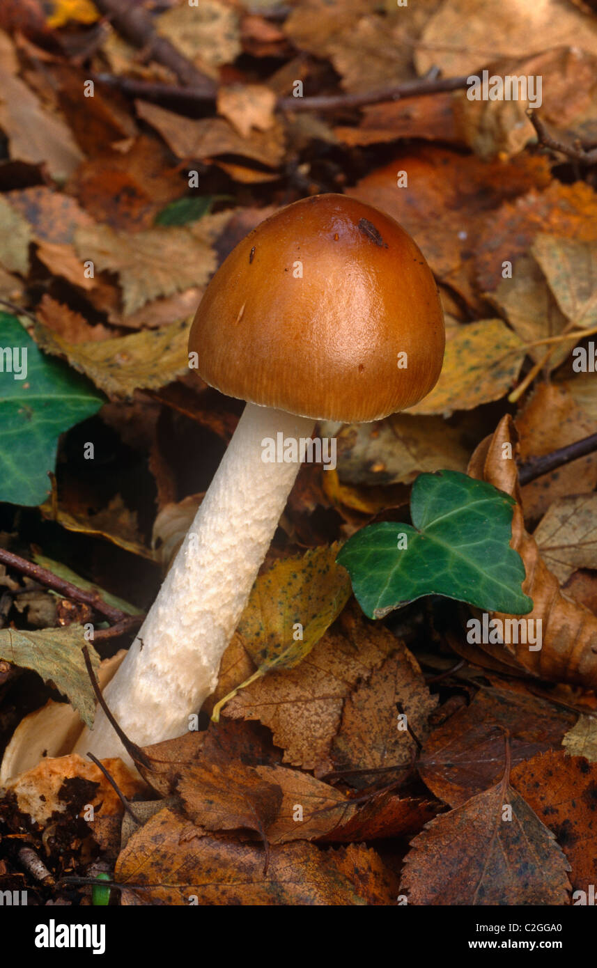 Tall funghi hi-res stock photography and images - Alamy