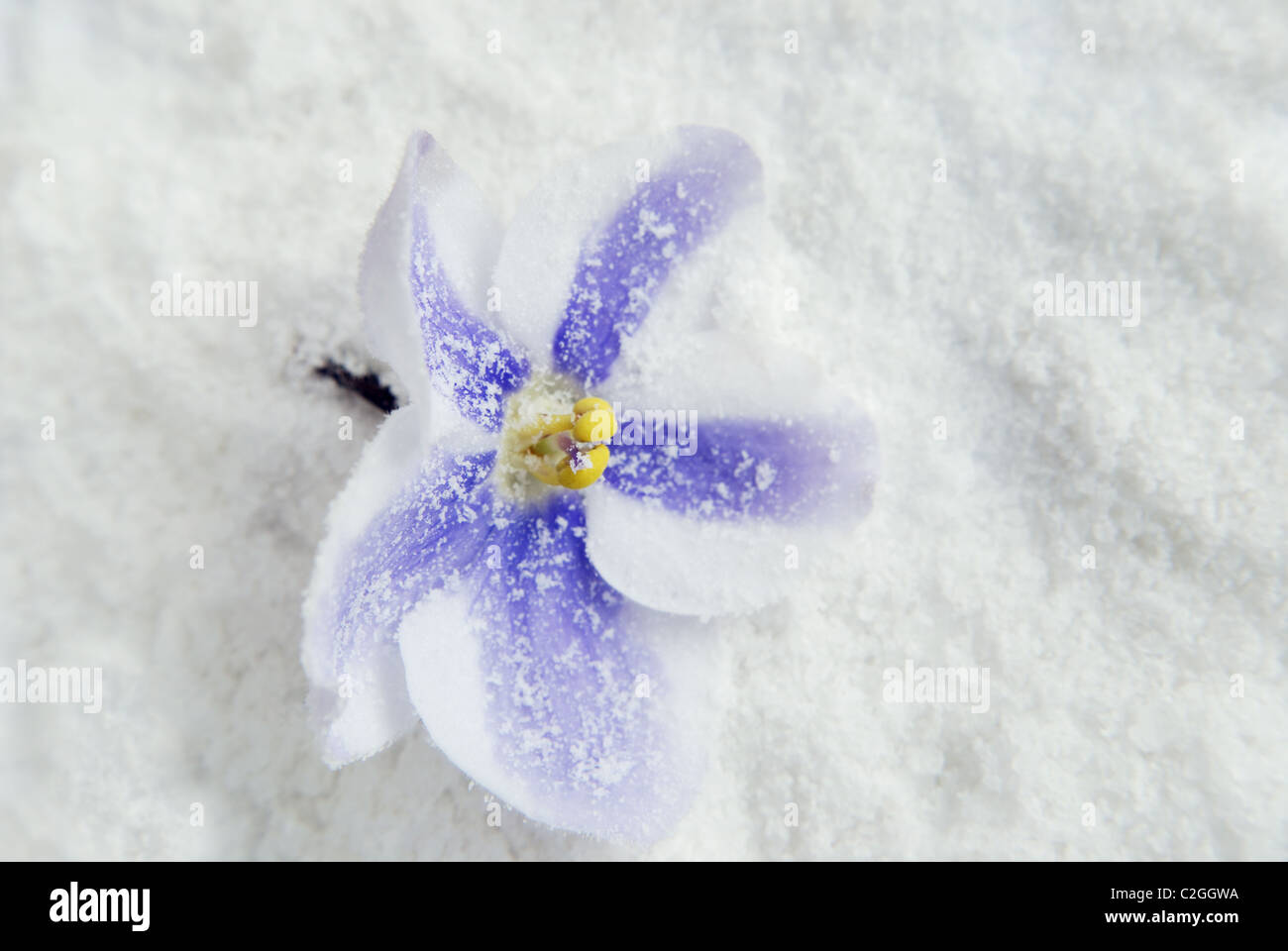Violet springs hi-res stock photography and images - Alamy