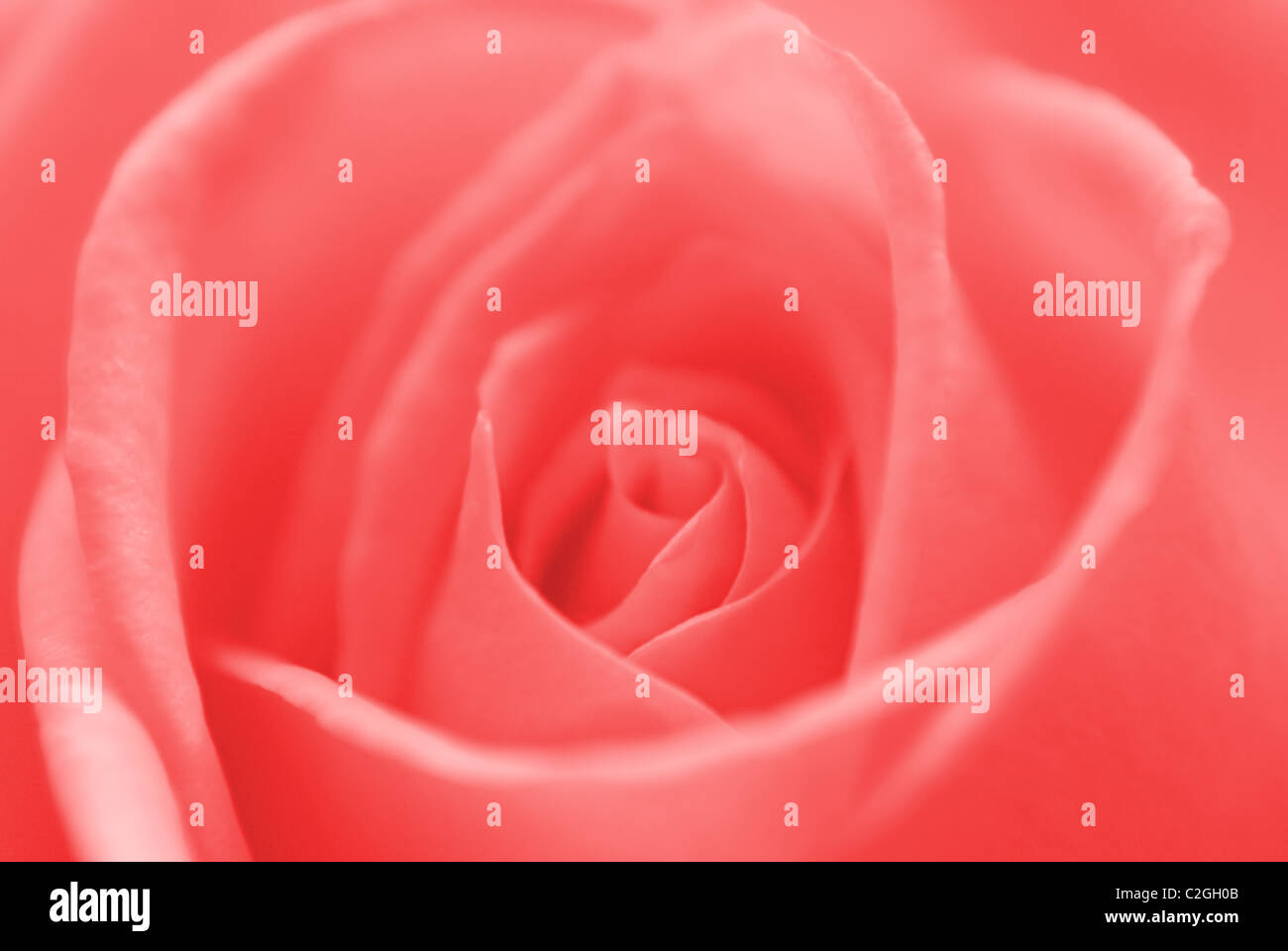 beautiful flower rose. Close-up Stock Photo - Alamy