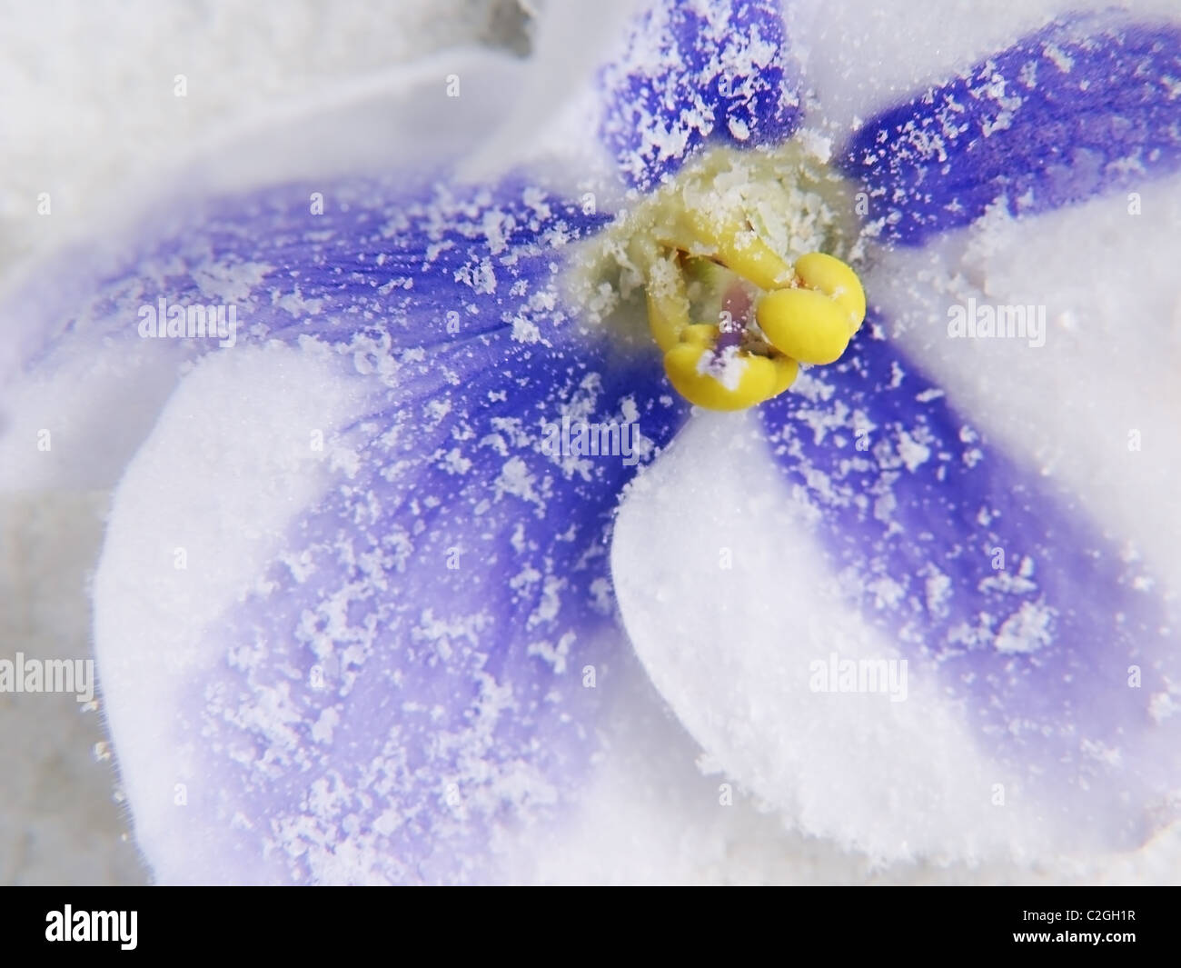 violet flower in snow Stock Photo - Alamy